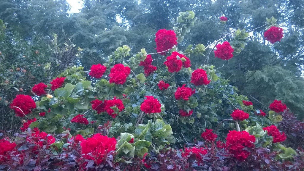 winter rose poinsettia tree – Luke Beales